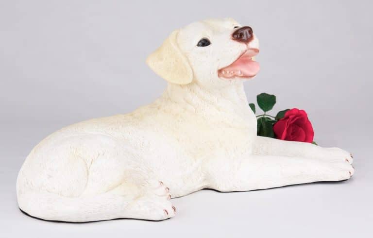 Yellow Lab cremation figurine urn w/wooden storage box